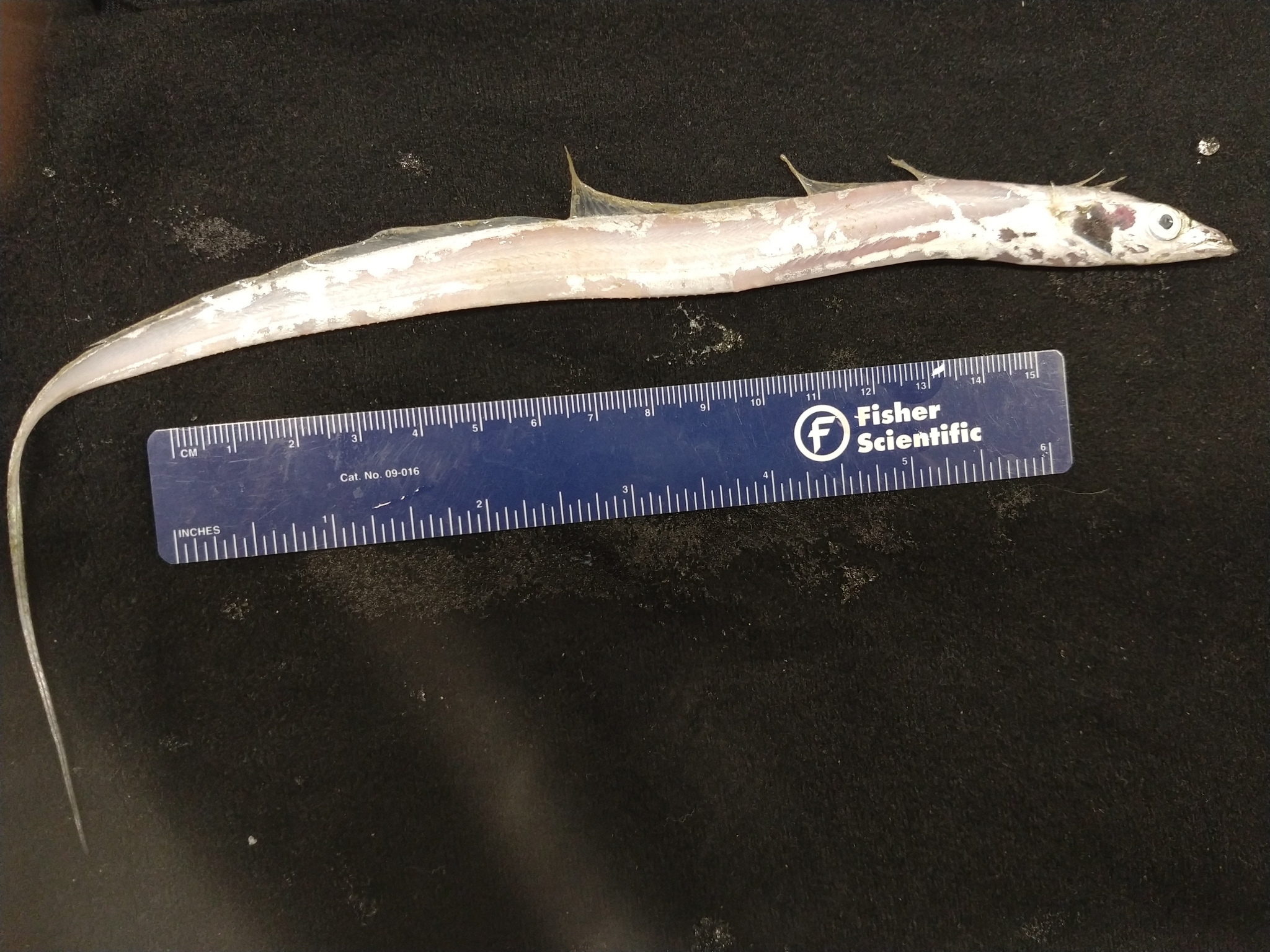 Trichiurus lepturus Linnaeus, 1758