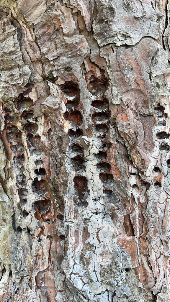 Yellow-bellied Sapsucker from River Hills on July 30, 2022 at 12:34 PM ...