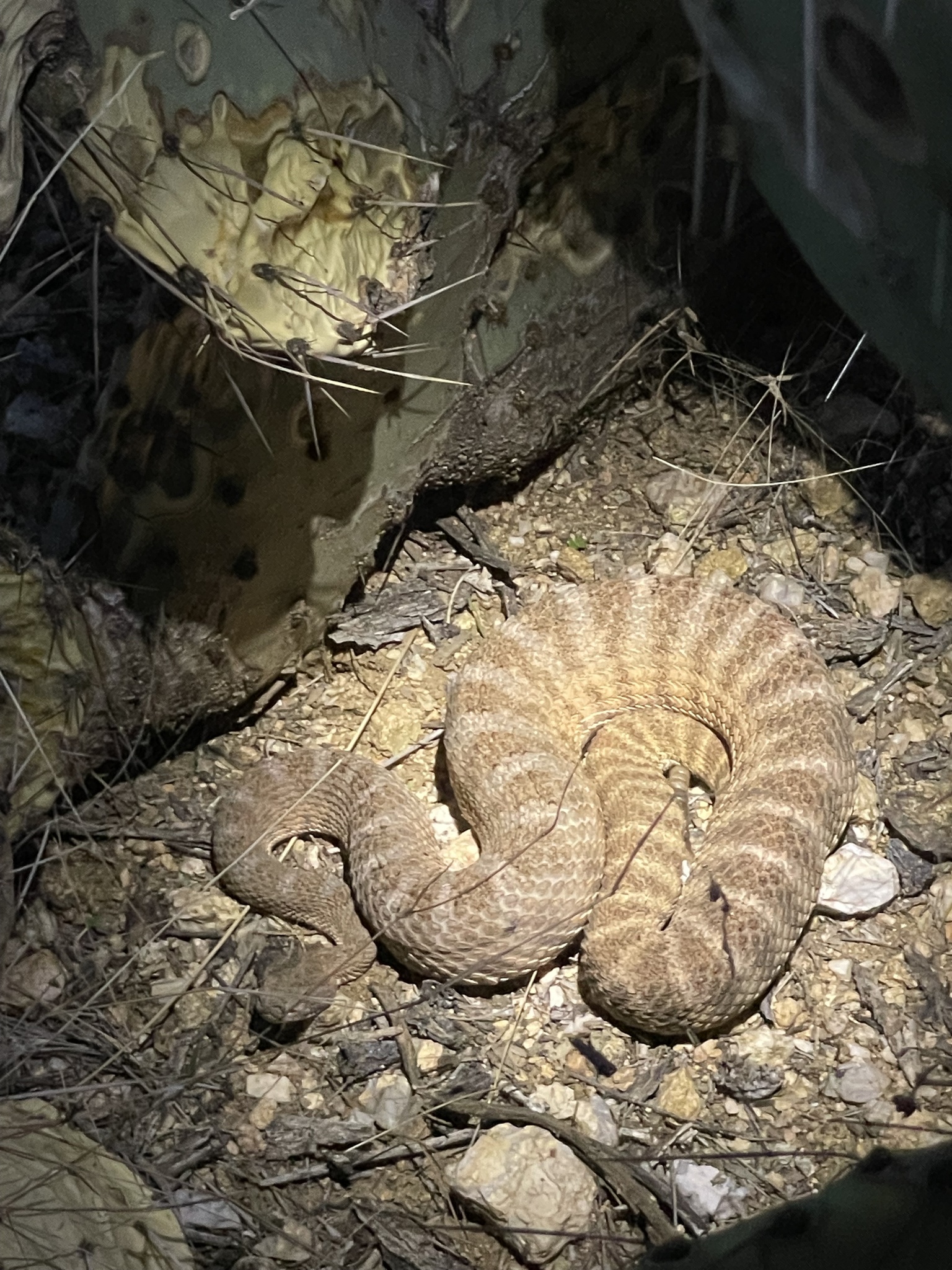 Crotalus tigris Kennicott, 1859