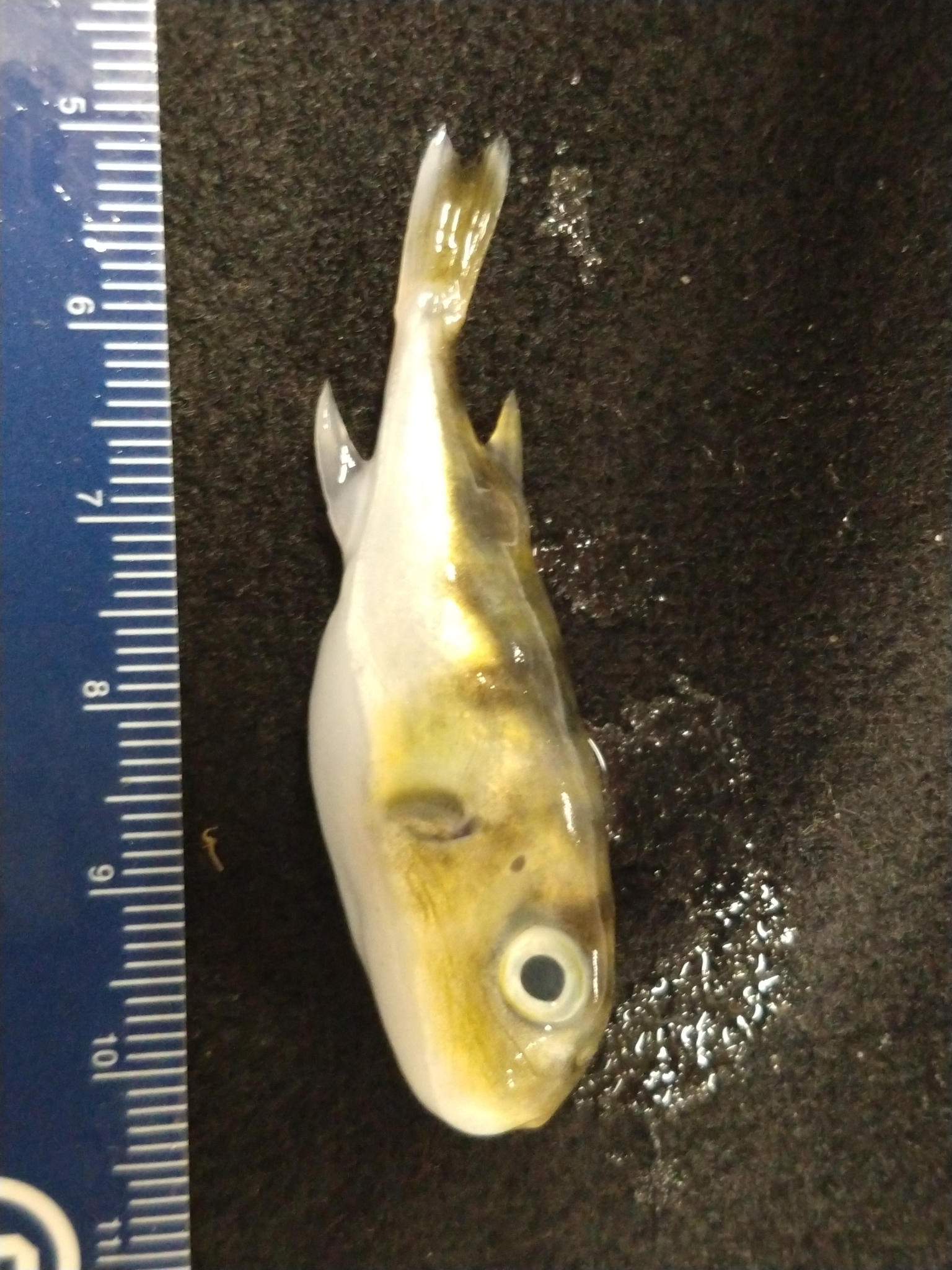 Lagocephalus laevigatus (Linnaeus, 1766)