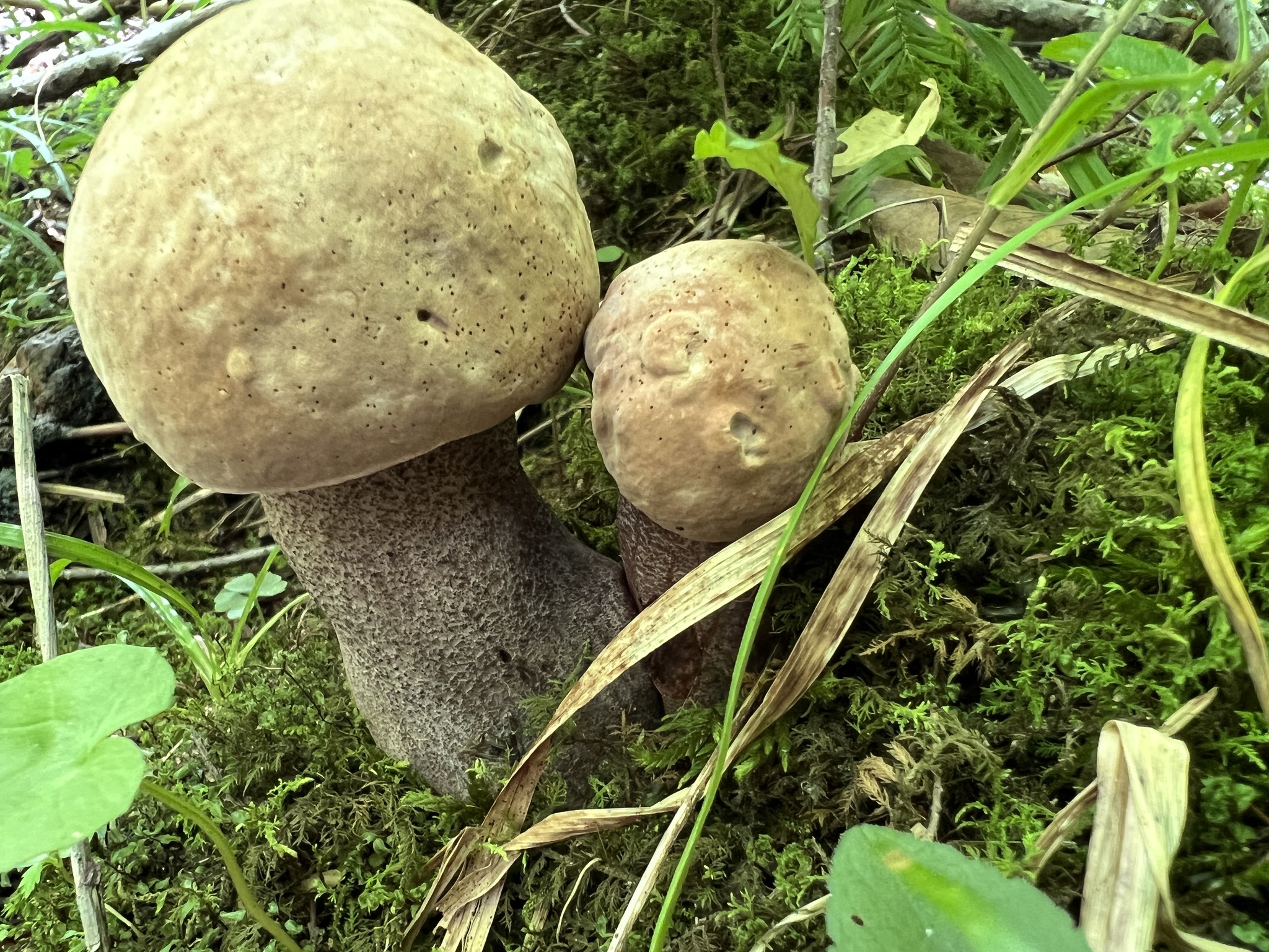 Sutorius eximius (Peck) Halling, Nuhn & Osmundson