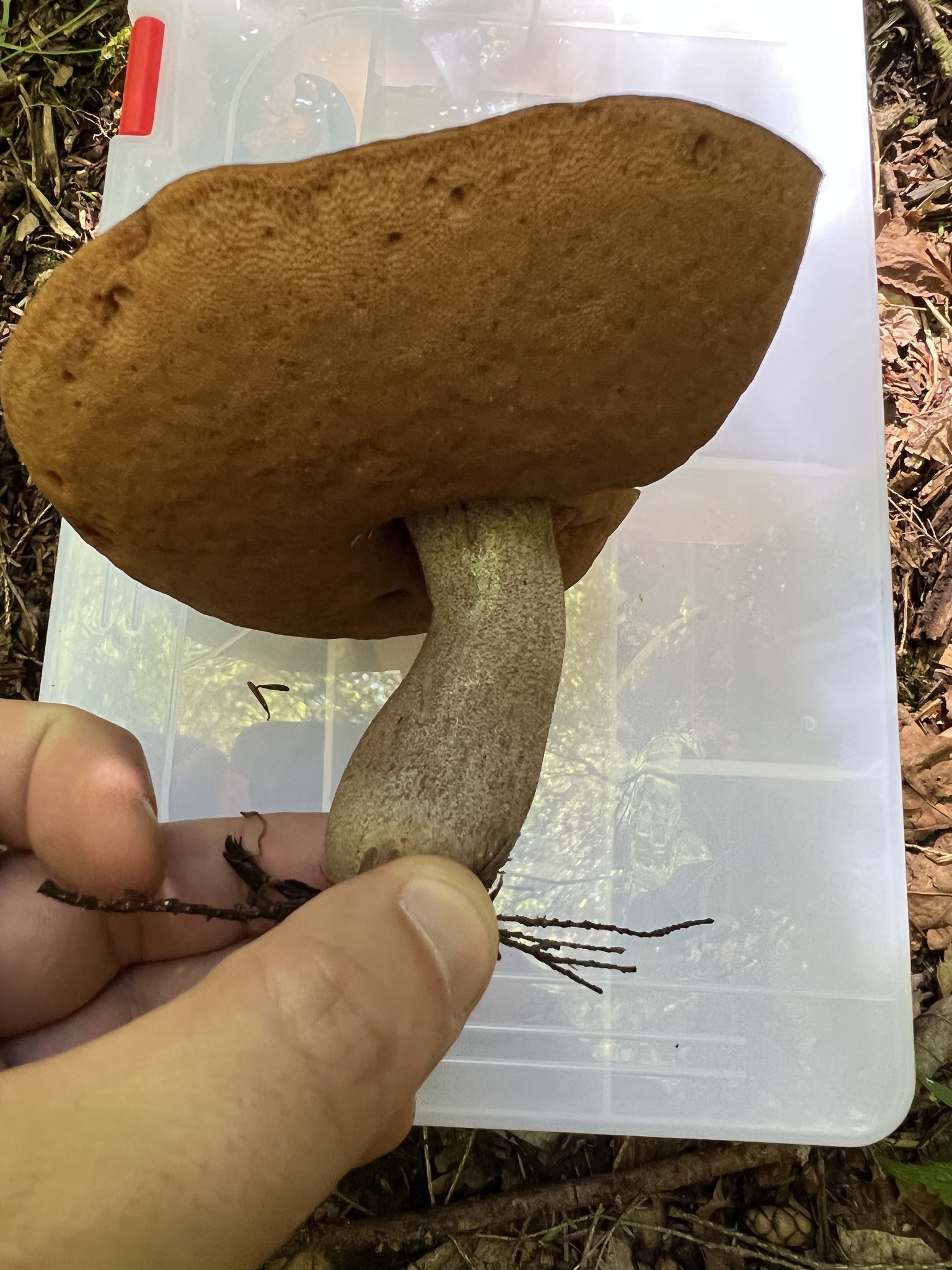 Sutorius eximius (Peck) Halling, Nuhn & Osmundson