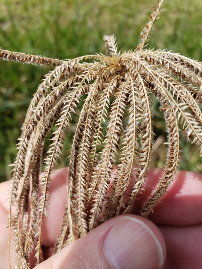 Eustachys distichophylla (Neotropical grasses) · iNaturalist