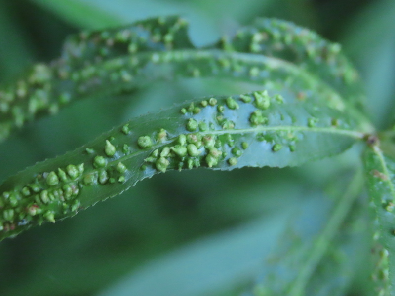 Willow Bead Gall Mite from Erie County, PA, USA on July 25, 2022 at 05: ...
