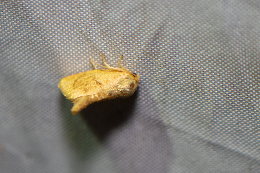 Abbreviated Button Slug Moth from 158 Center Hill Rd, Plymouth, MA ...