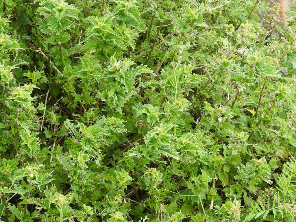 great stinging nettle from Seldom, NL, Canada on July 10, 2022 at 07:56 ...