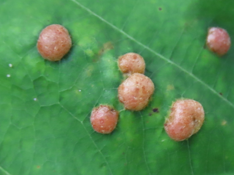 Oak Leaf Gall Midge from Erie County, PA, USA on July 25, 2022 at 06:18 ...