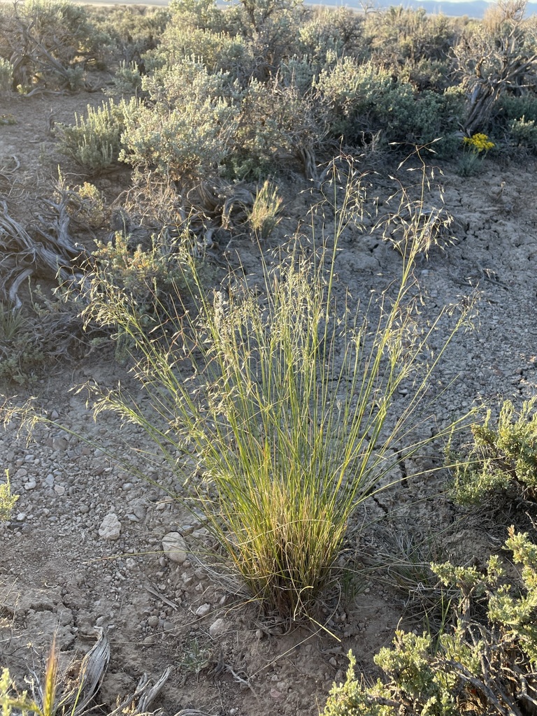 Sand Ricegrass in June 2022 by Matt Berger · iNaturalist