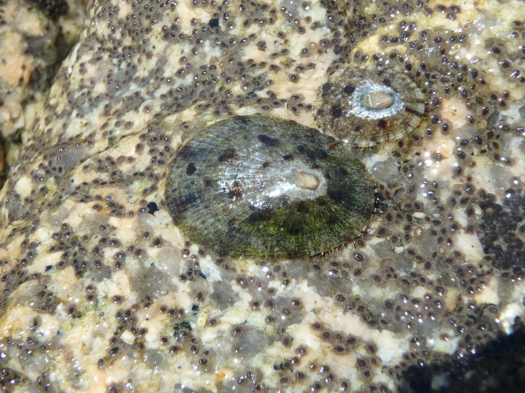 Cellana toreuma (Rocky Shore Ecology of Lamma Island) · iNaturalist