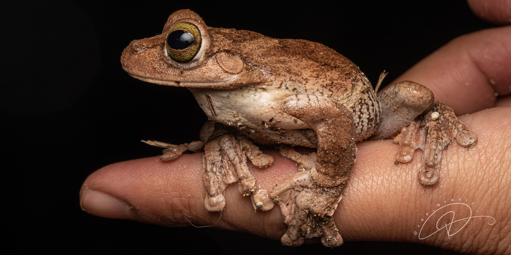 Leopard Tree Frog from Resende - RJ, Brasil on July 19, 2022 at 07:12 ...