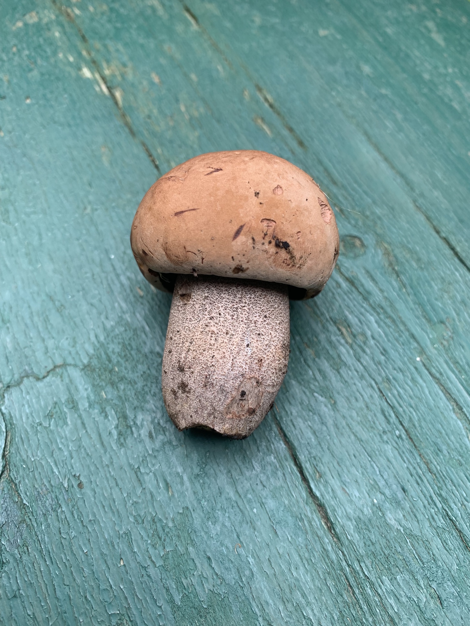 Sutorius eximius (Peck) Halling, Nuhn & Osmundson