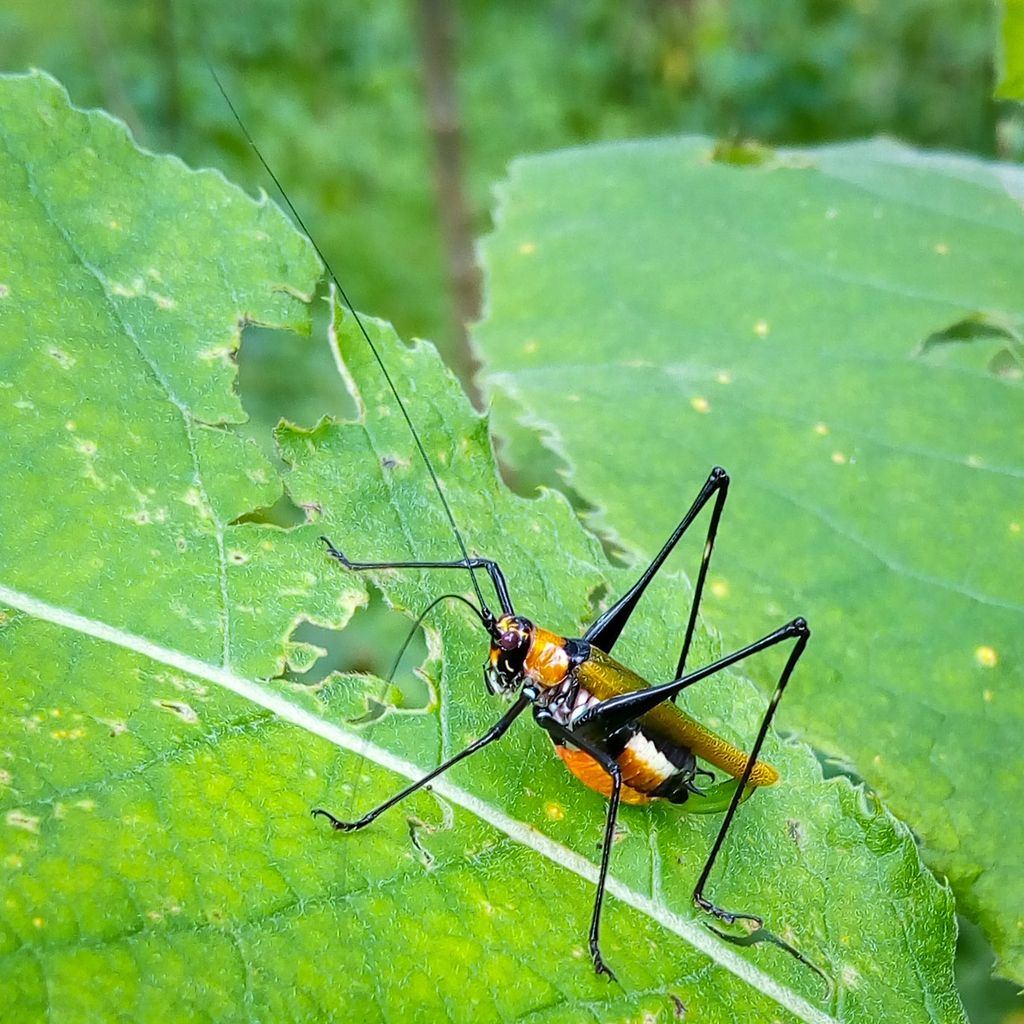 Meruterrana elegans from Mt. Kenya Forest, Kenya on April 15, 2020 at ...