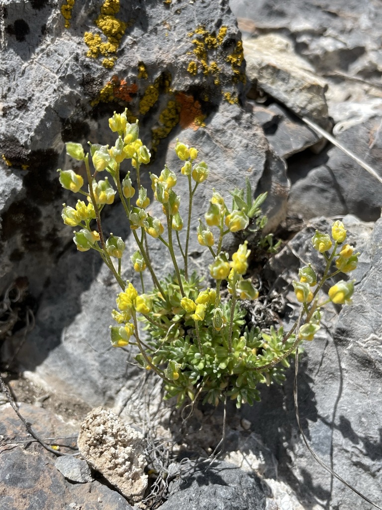 Drabas in June 2022 by Matt Berger · iNaturalist