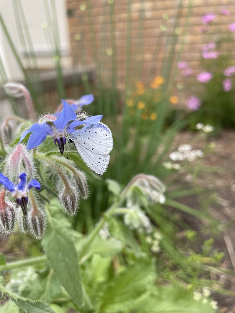 Summer Azure from Chelsea Rd, Kingston, ON, CA on July 30, 2022 at 03: ...