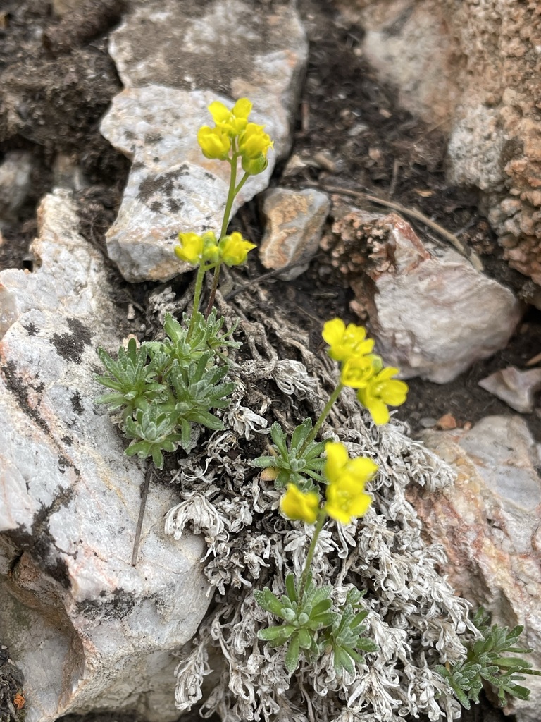 Drabas in June 2022 by Matt Berger · iNaturalist