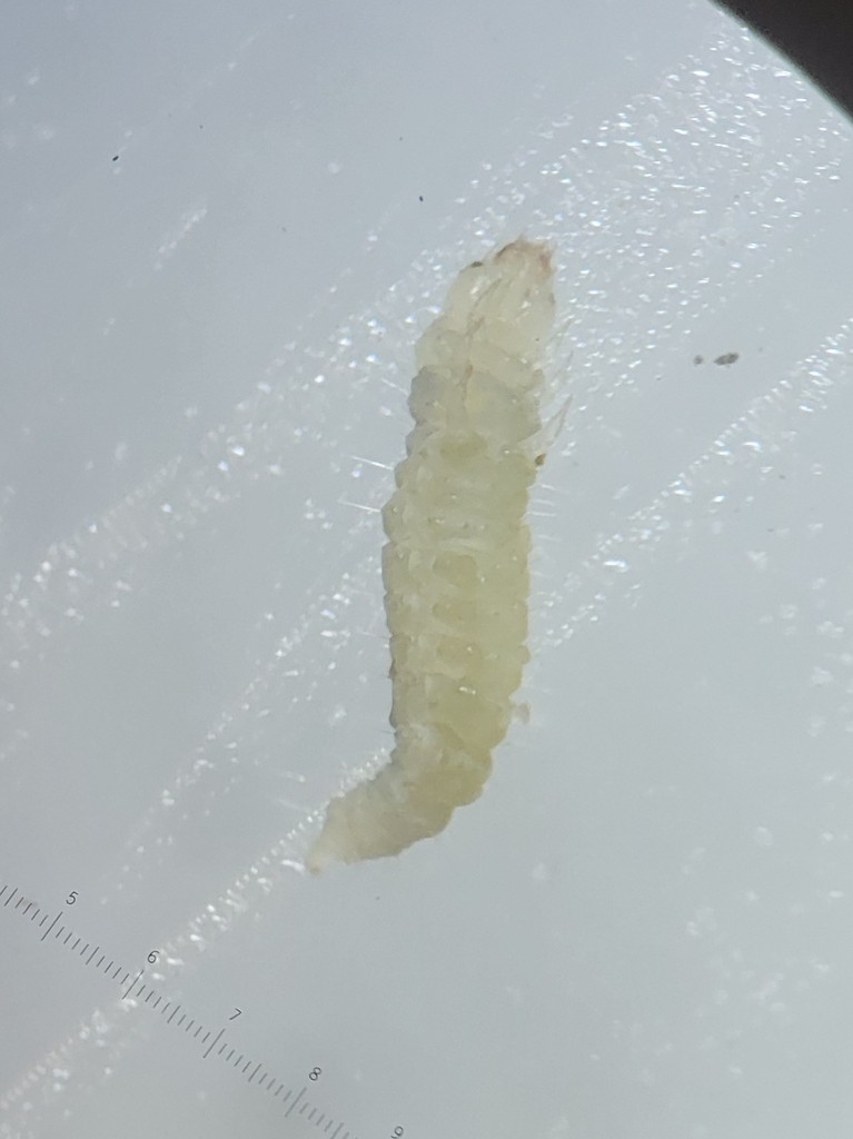 Yucca Beetle from HICKORY CRNRS, MI 49060, USA on July 29, 2022 at 12: ...