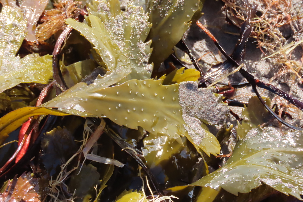 Saw Wrack from Main-a-dieu, Cape Breton, NS, Canada on June 20, 2022 at ...