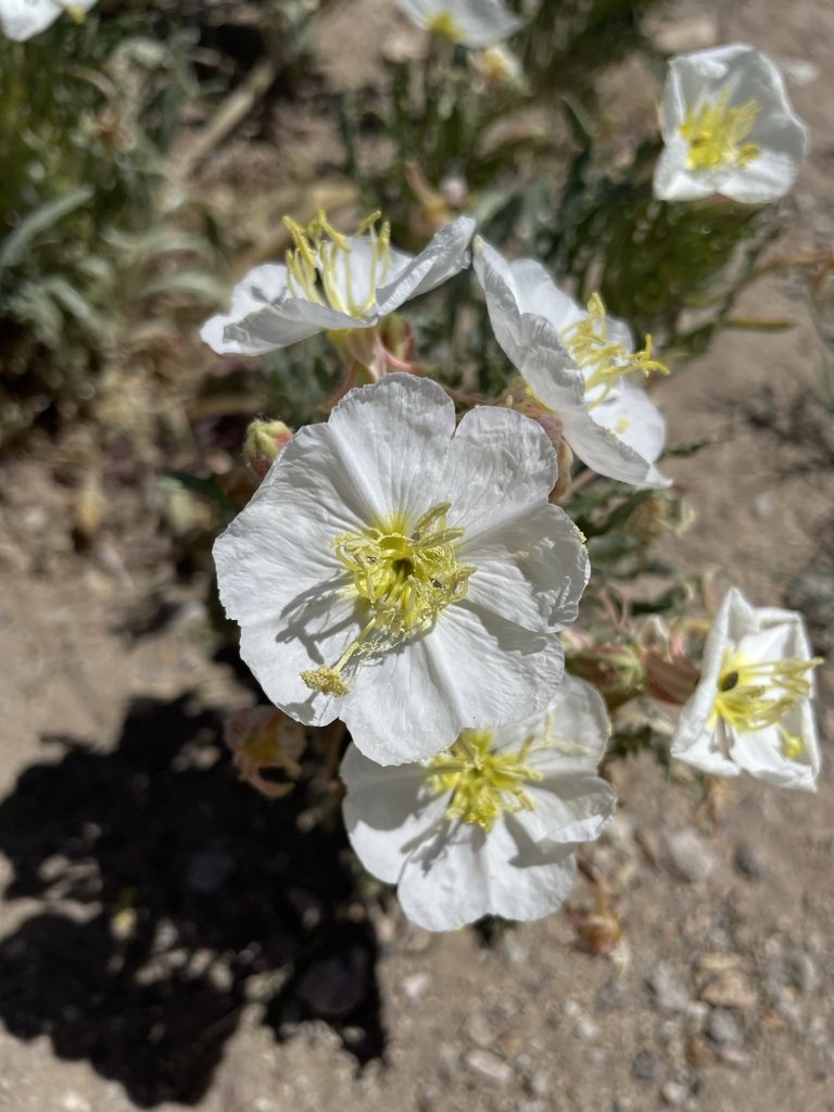 Birdcage Evening Primrose from Churchill, Nevada, United States on June ...