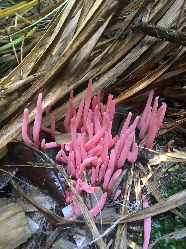 antler and spindle fungi from North Island, Albert-Eden-Puketapapa Ward ...