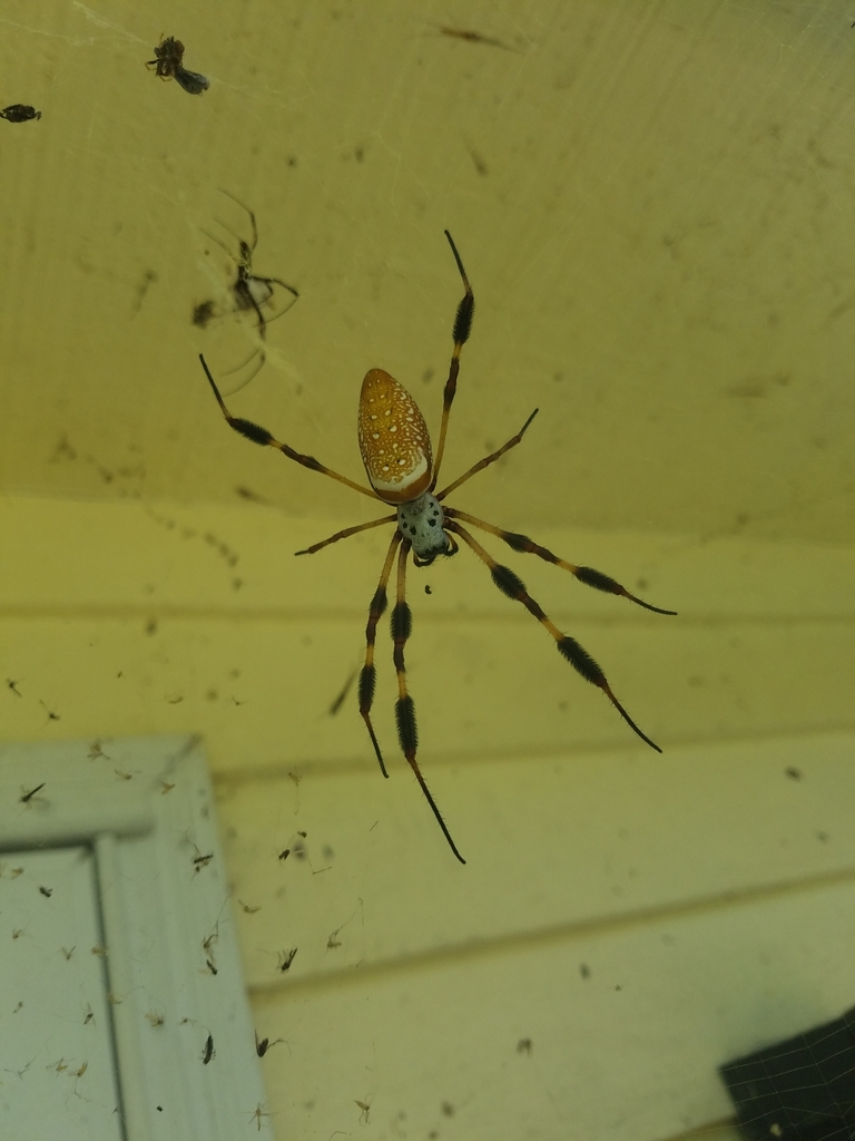 Golden Silk Spider from Bald Head Island, NC 28461, USA on July 30 ...