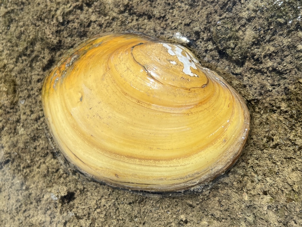 Yellow Lampmussel (Bivalves of the United States Pt.2) · iNaturalist