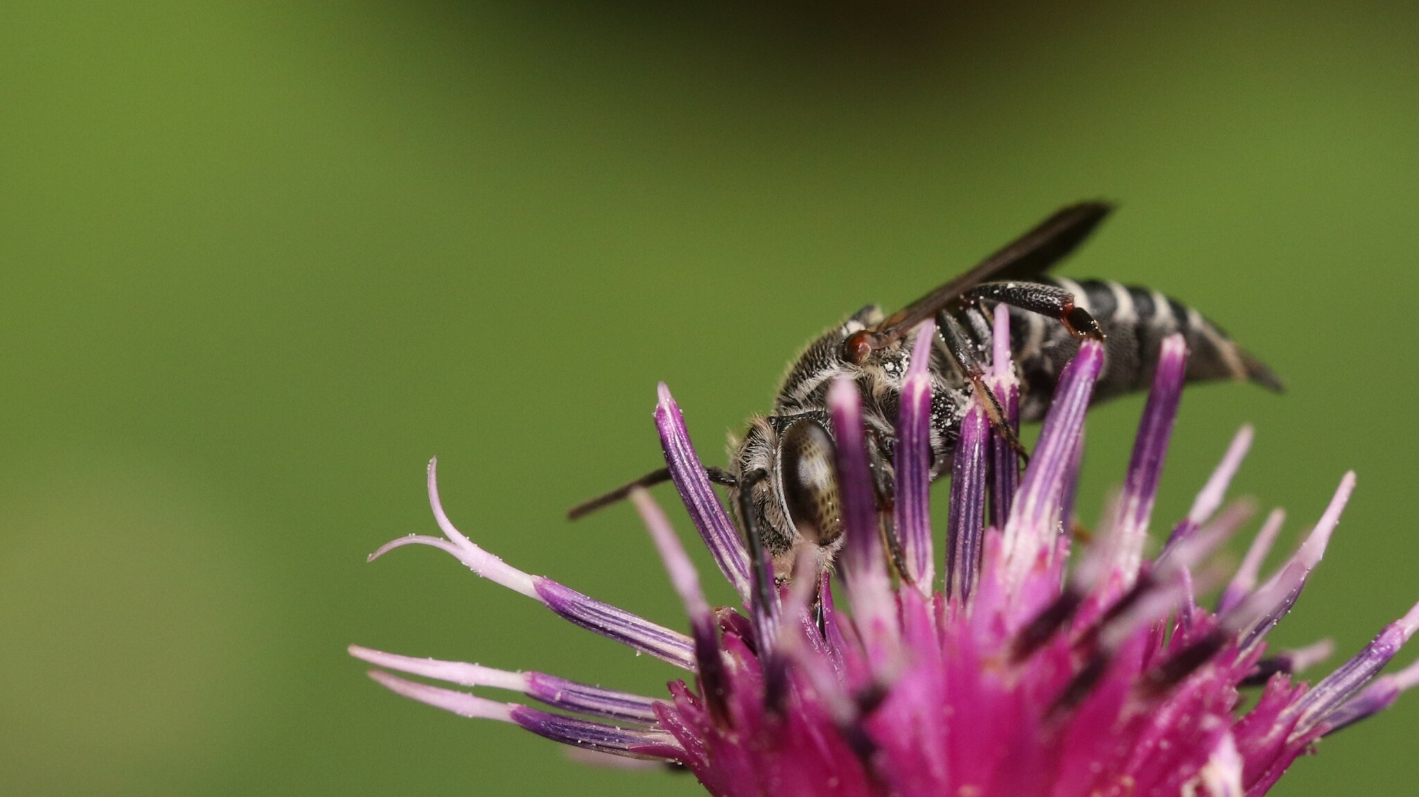 Coelioxys sayi Robertson, 1897