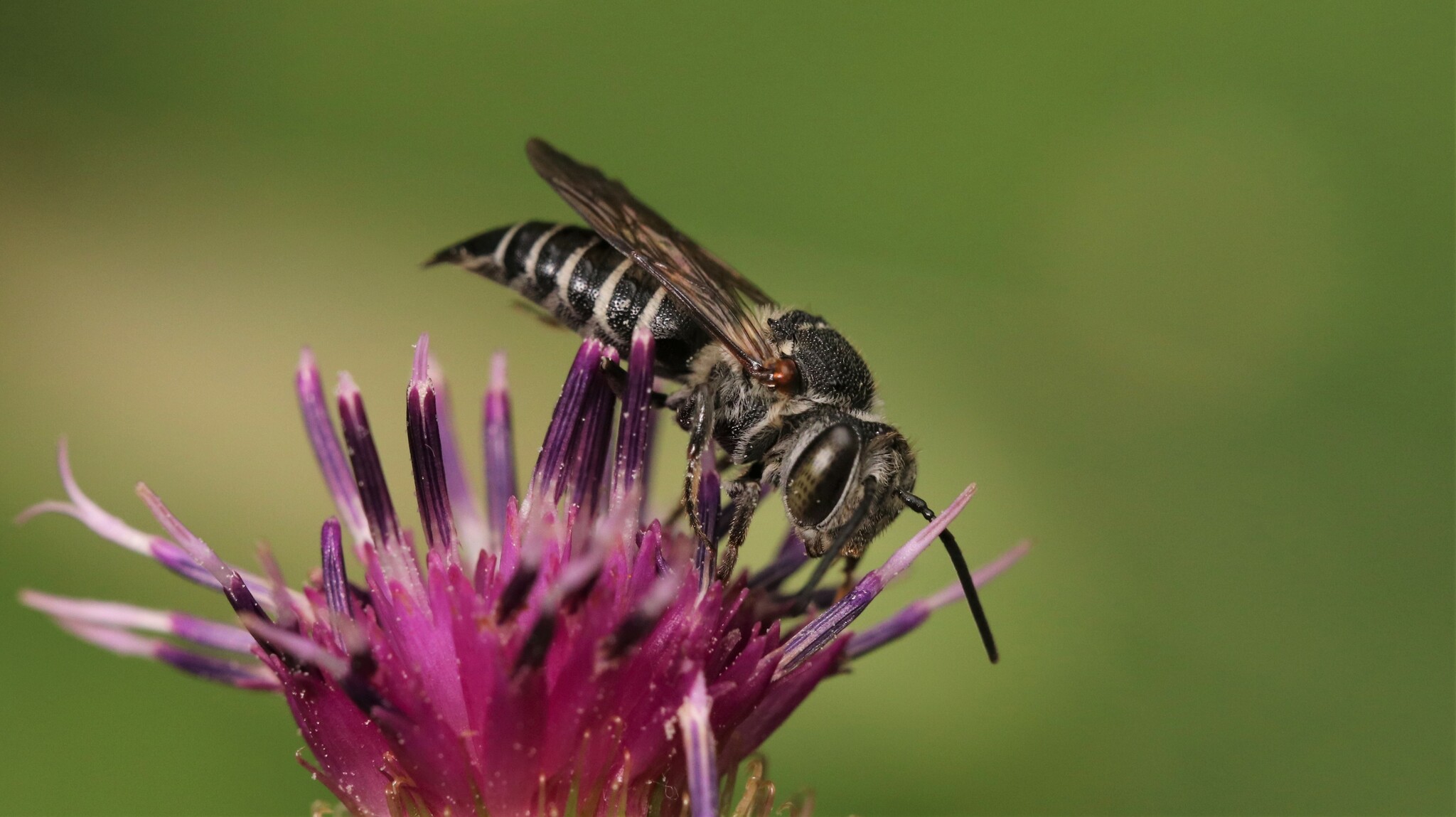 Coelioxys sayi Robertson, 1897