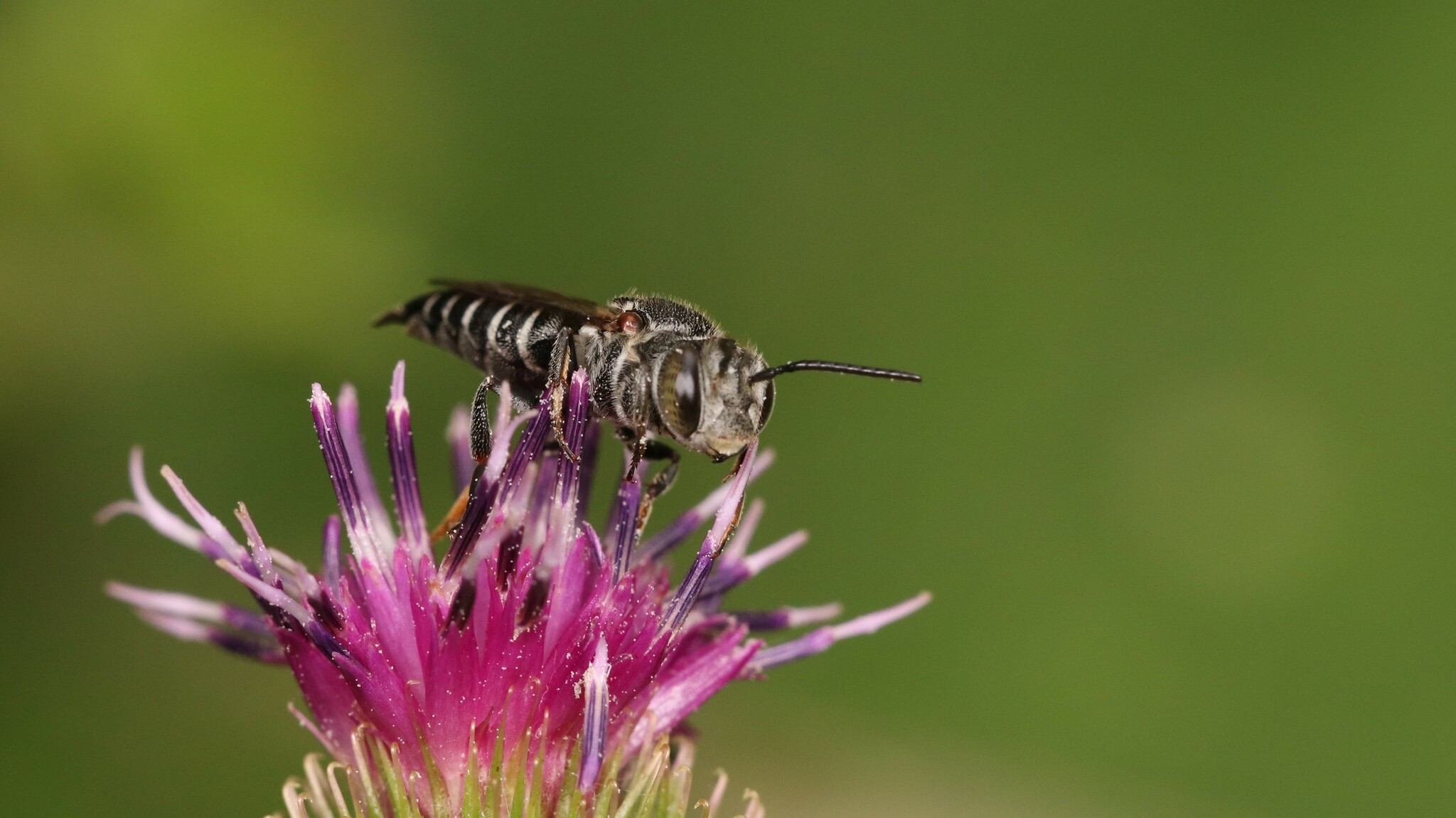 Coelioxys sayi Robertson, 1897