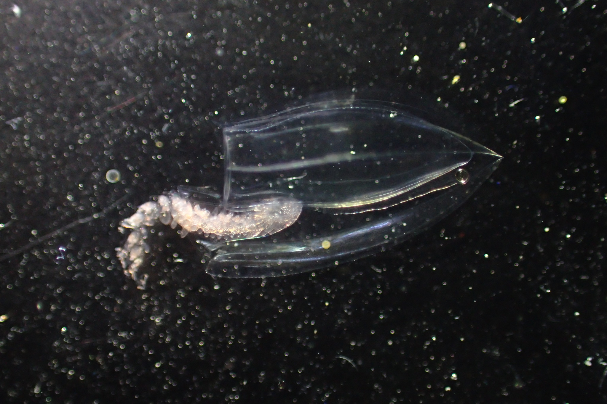 Muggiaea atlantica Cunningham, 1892