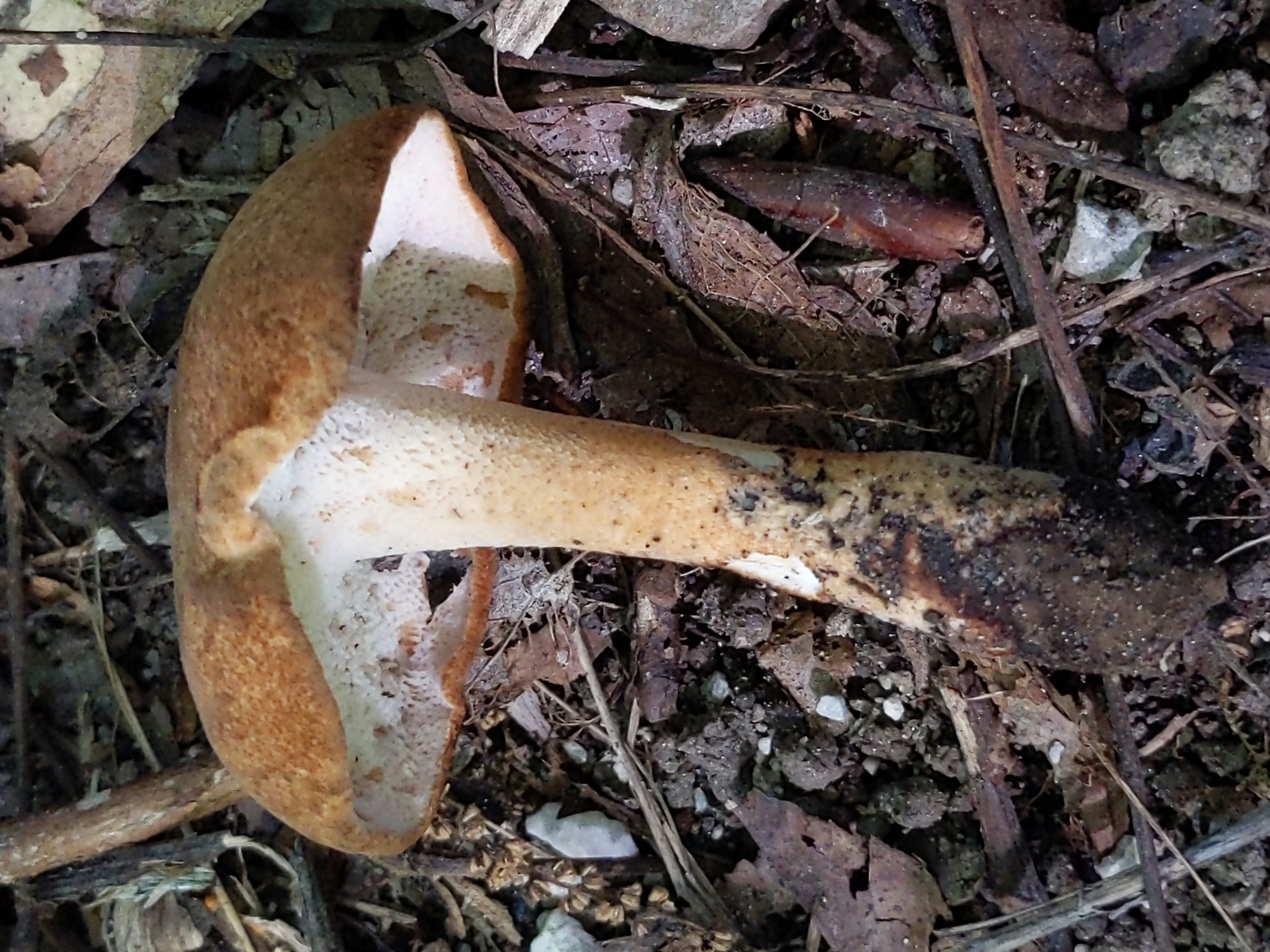 Polyporus radicatus Schwein.