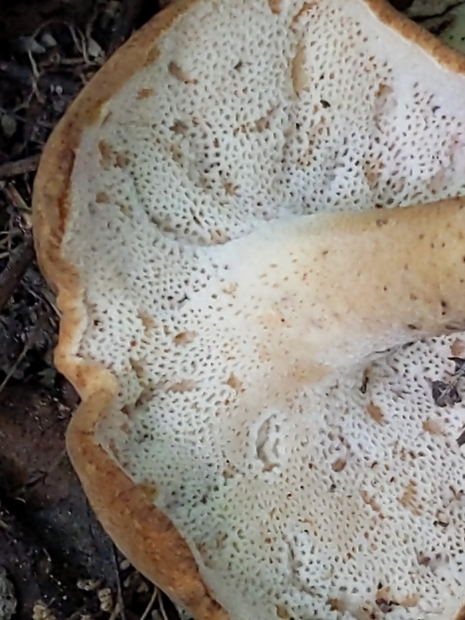 Polyporus radicatus Schwein.