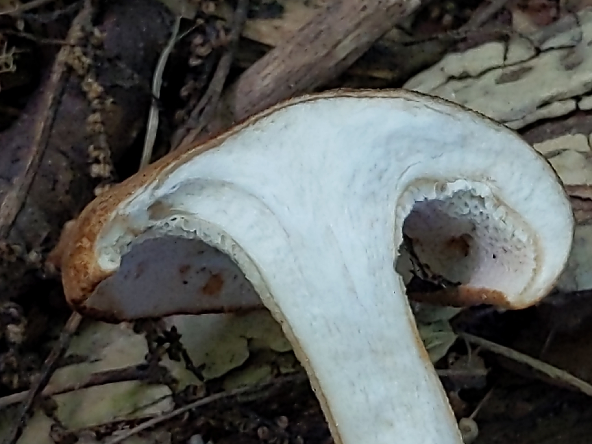 Polyporus radicatus Schwein.