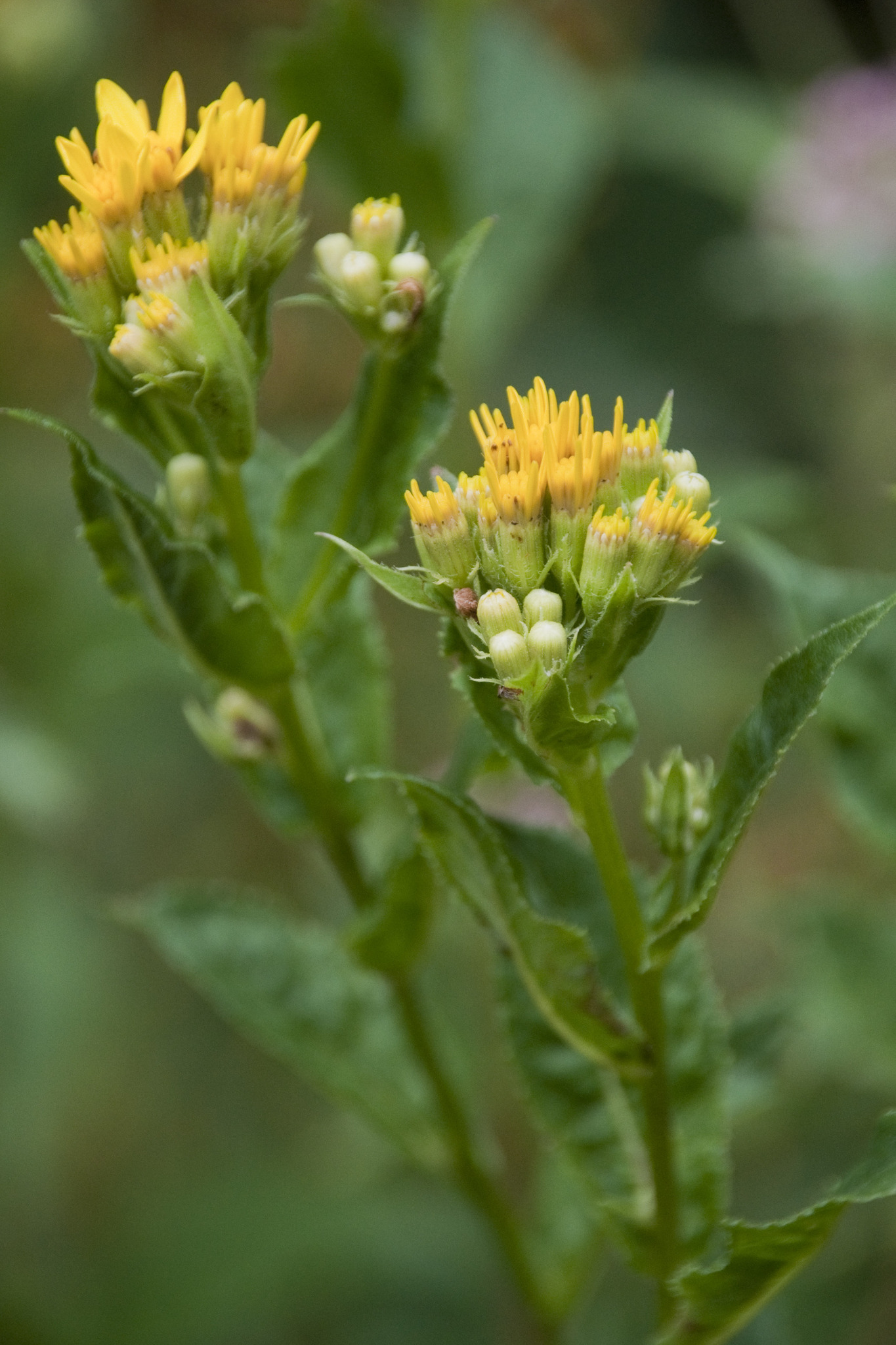 Senecio nemorensis subsp. jacquinianus (Rchb.) Celak.