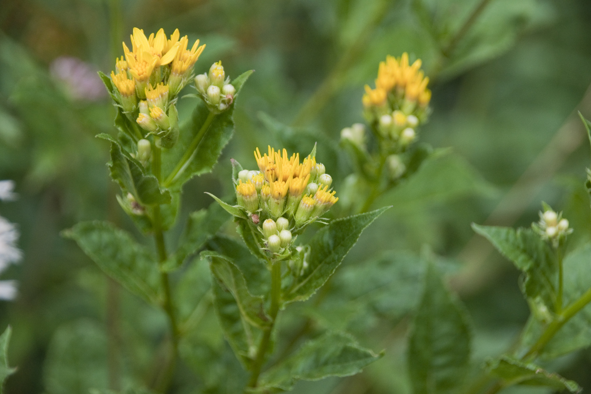 Senecio nemorensis subsp. jacquinianus (Rchb.) Celak.