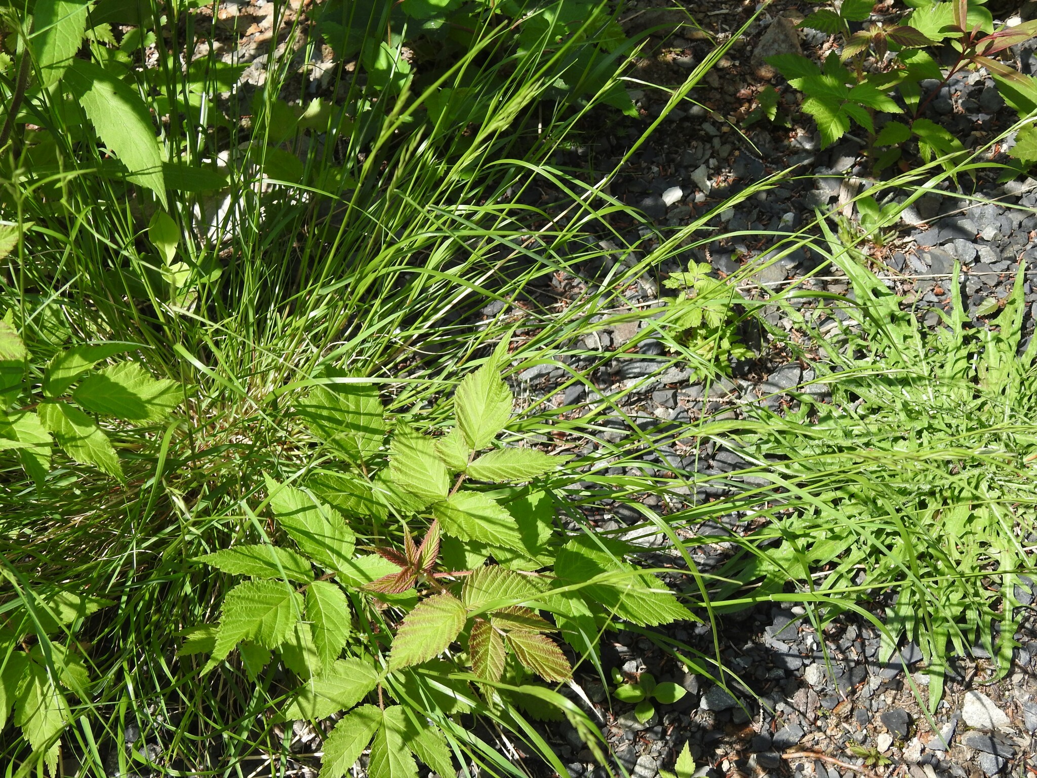 Danthonia compressa Austin