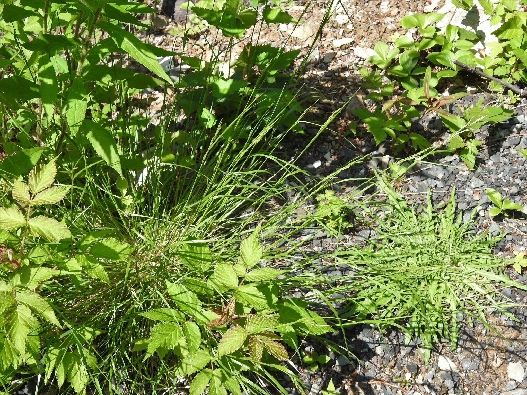 Danthonia compressa Austin