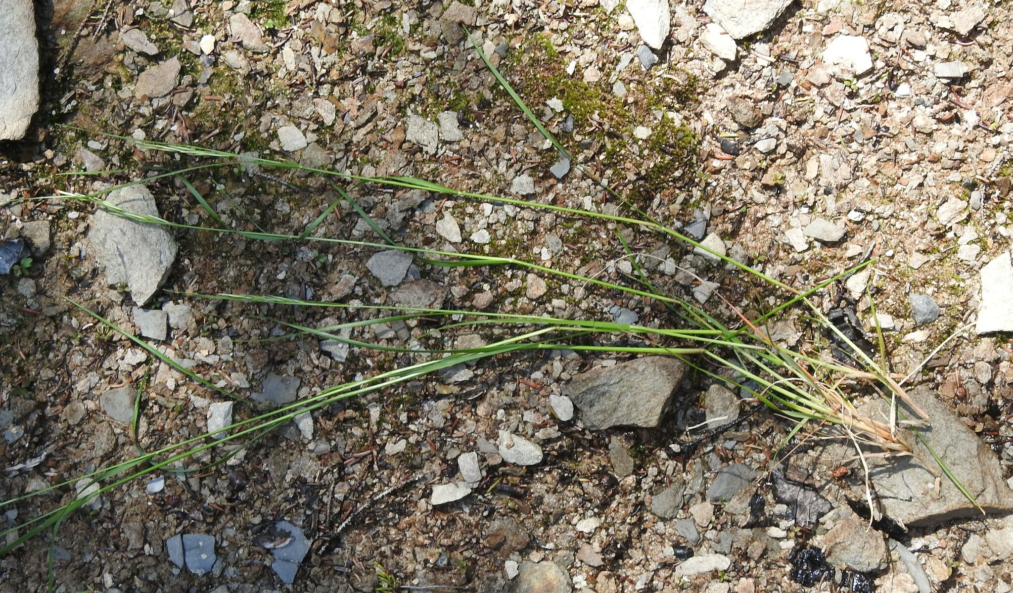 Danthonia compressa Austin