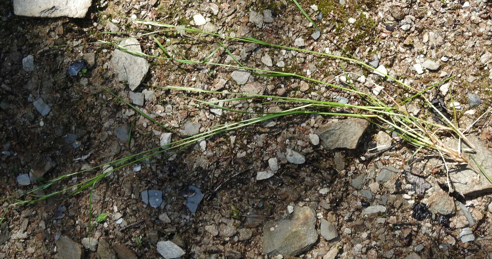 Danthonia compressa Austin