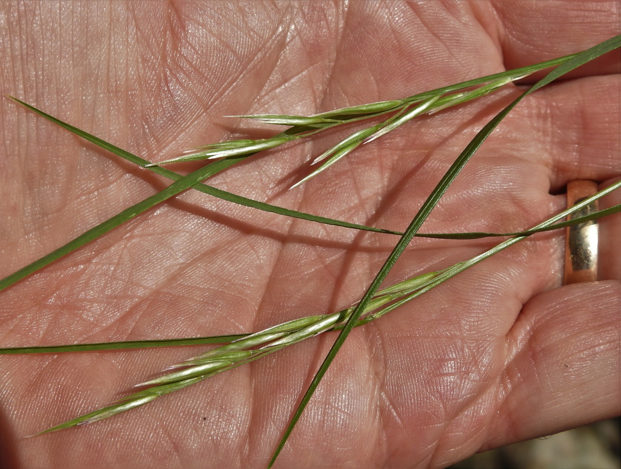 Danthonia compressa Austin