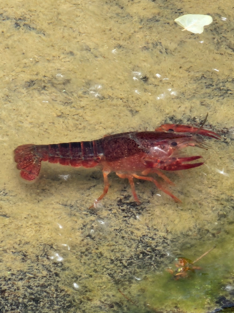 Red Swamp Crayfish from Las Vegas, NV 89166, USA on July 30, 2022 at 12 ...