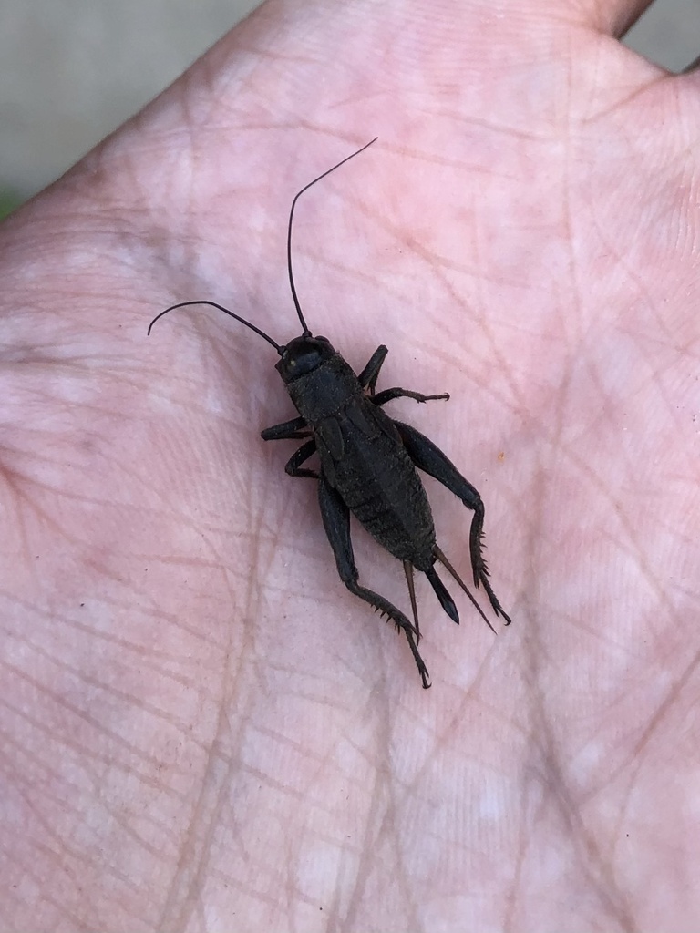 Fall Field Cricket from Lakehead University, Thunder Bay, ON, CA on ...