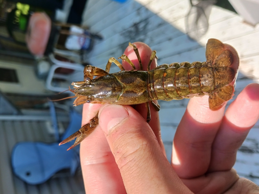 Calico Crayfish from Orwell, VT 05760, USA on July 28, 2022 at 11:00 AM ...