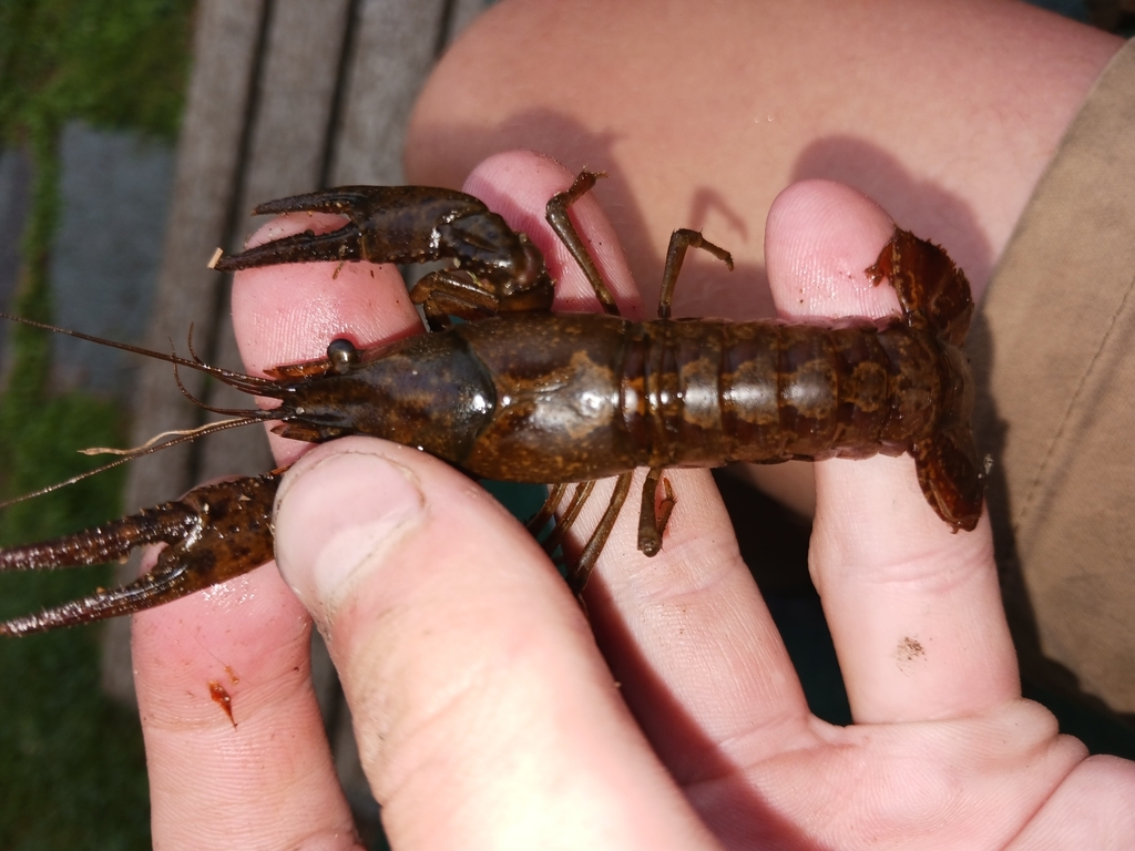 Calico Crayfish from Orwell, VT, USA on July 28, 2022 at 04:17 PM by ...