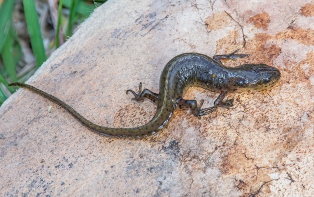 Peninsula Newt from Lake Woodruff National Wildlife Refuge, DeLeon ...