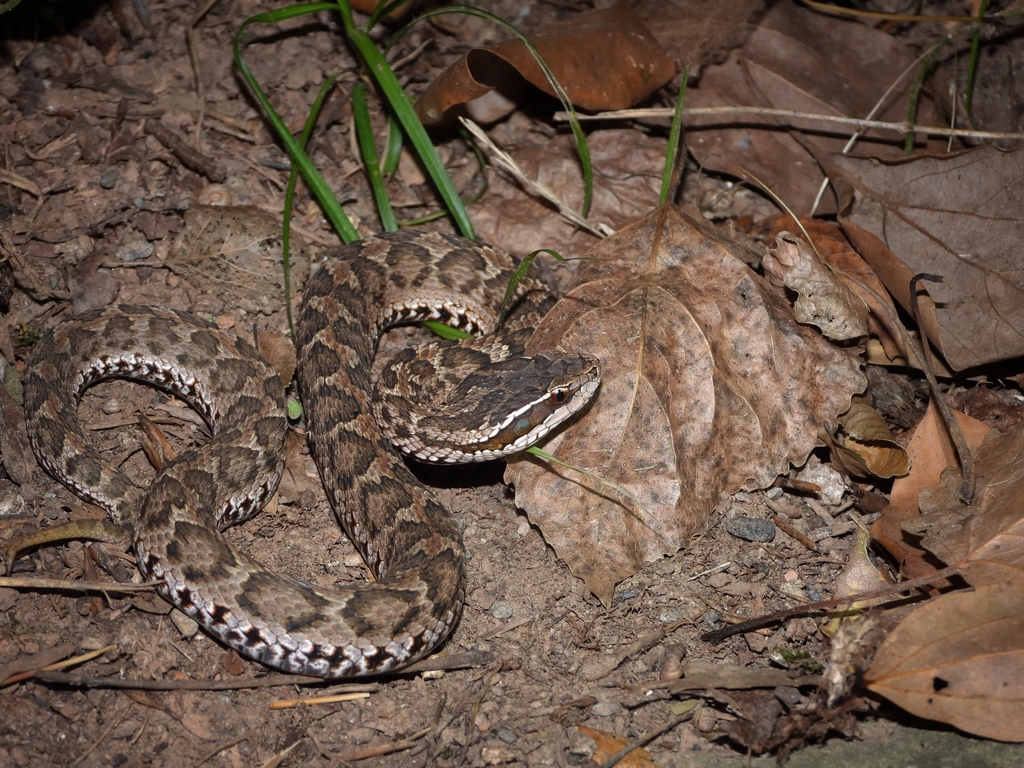 Short-tailed Mamushi from 中国 四川省广元市利州区 万源老街 on July 30, 2022 at 10:51 ...