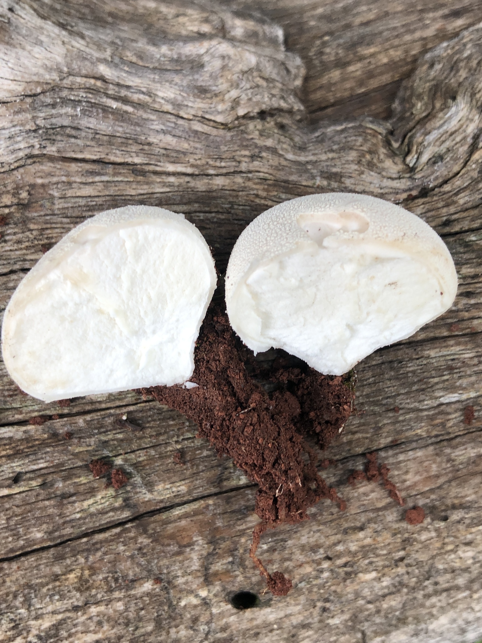 Bovista aestivalis (Bonord.) Demoulin