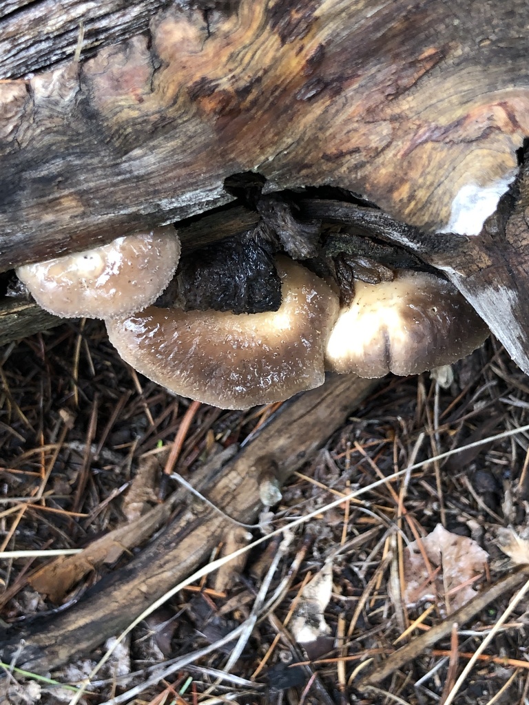 bear lentinus from Apache County, US-AZ, US on July 30, 2022 at 10:29 ...