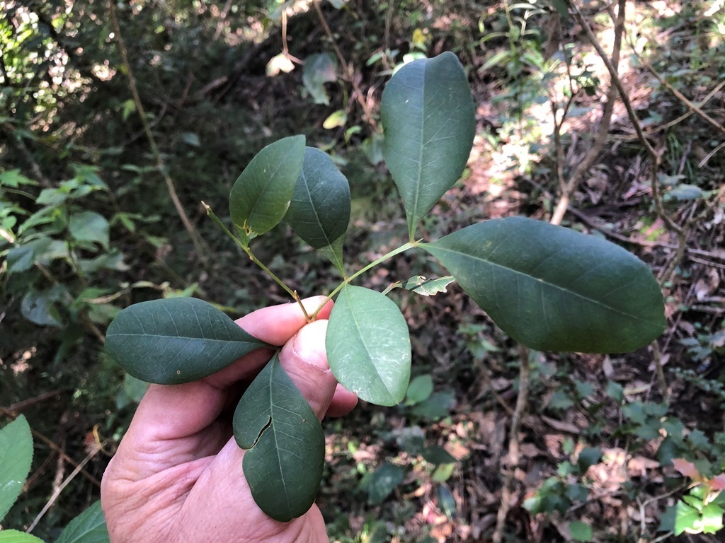 Guioa from Muirlea QLD 4306, Australia on July 28, 2022 at 01:01 PM by ...