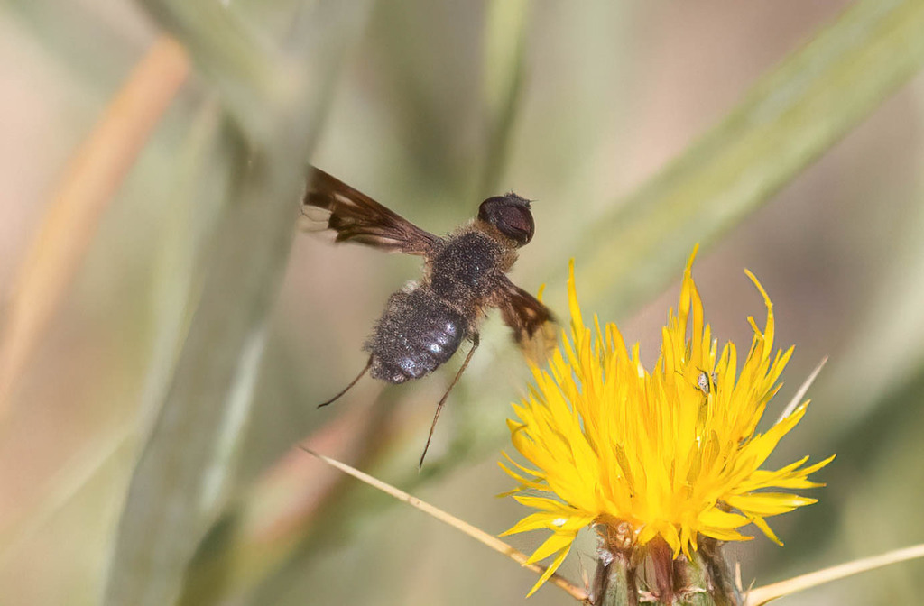 banded bee flies from Santa Clara County, CA, USA on July 28, 2022 at ...