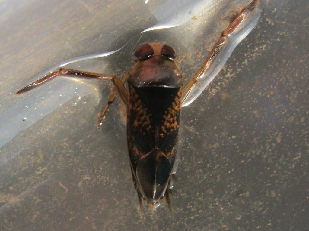 Notonecta irrorata in July 2022 by jfox16 · iNaturalist